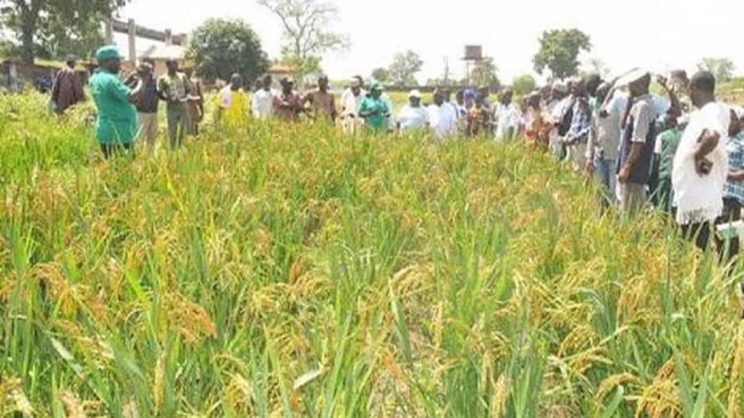 Agriculture: Kano increases rice production to 3m tones in a year ...